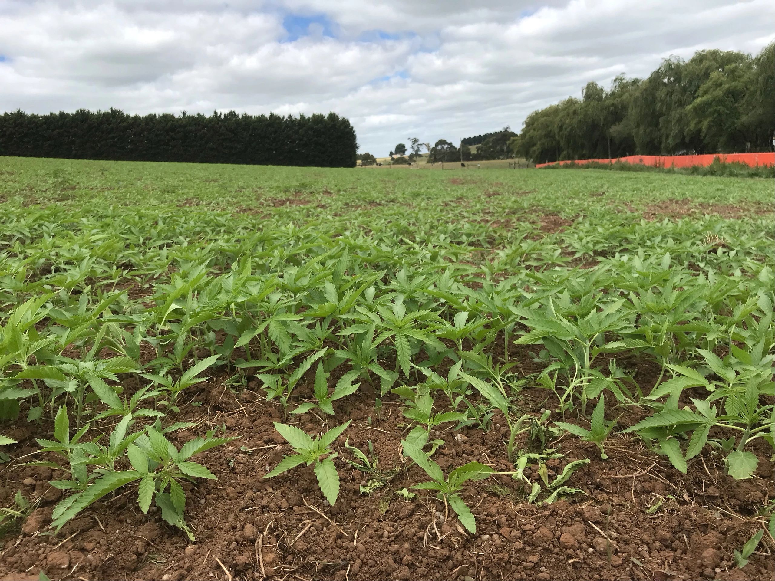 Home [ihempvictoria.org.au]