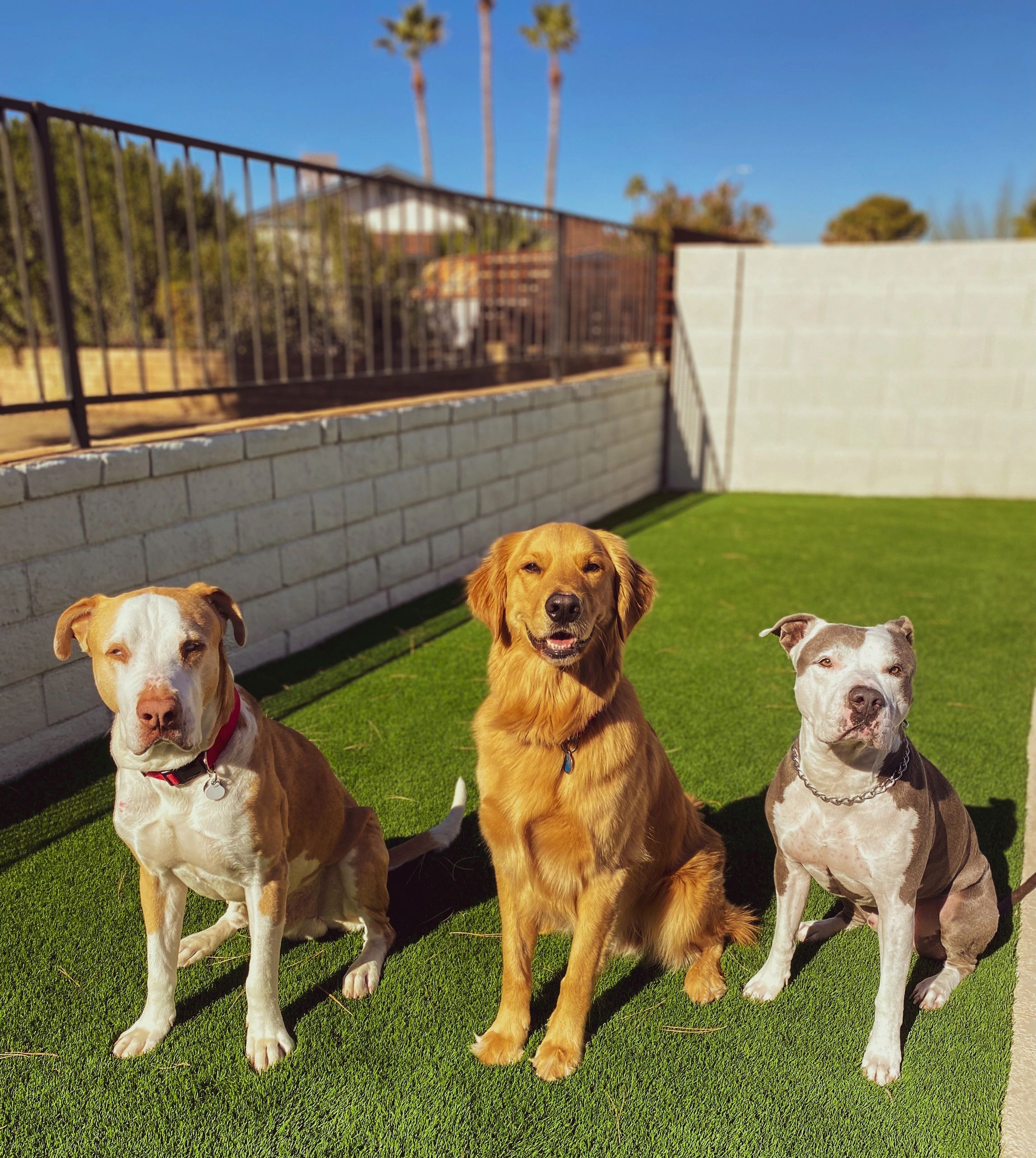 Lifetime Pet Training