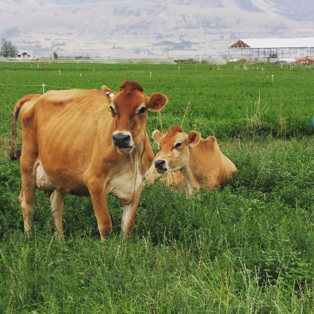 Cache Meadow Creamery - Raw Milk, Dairy Products