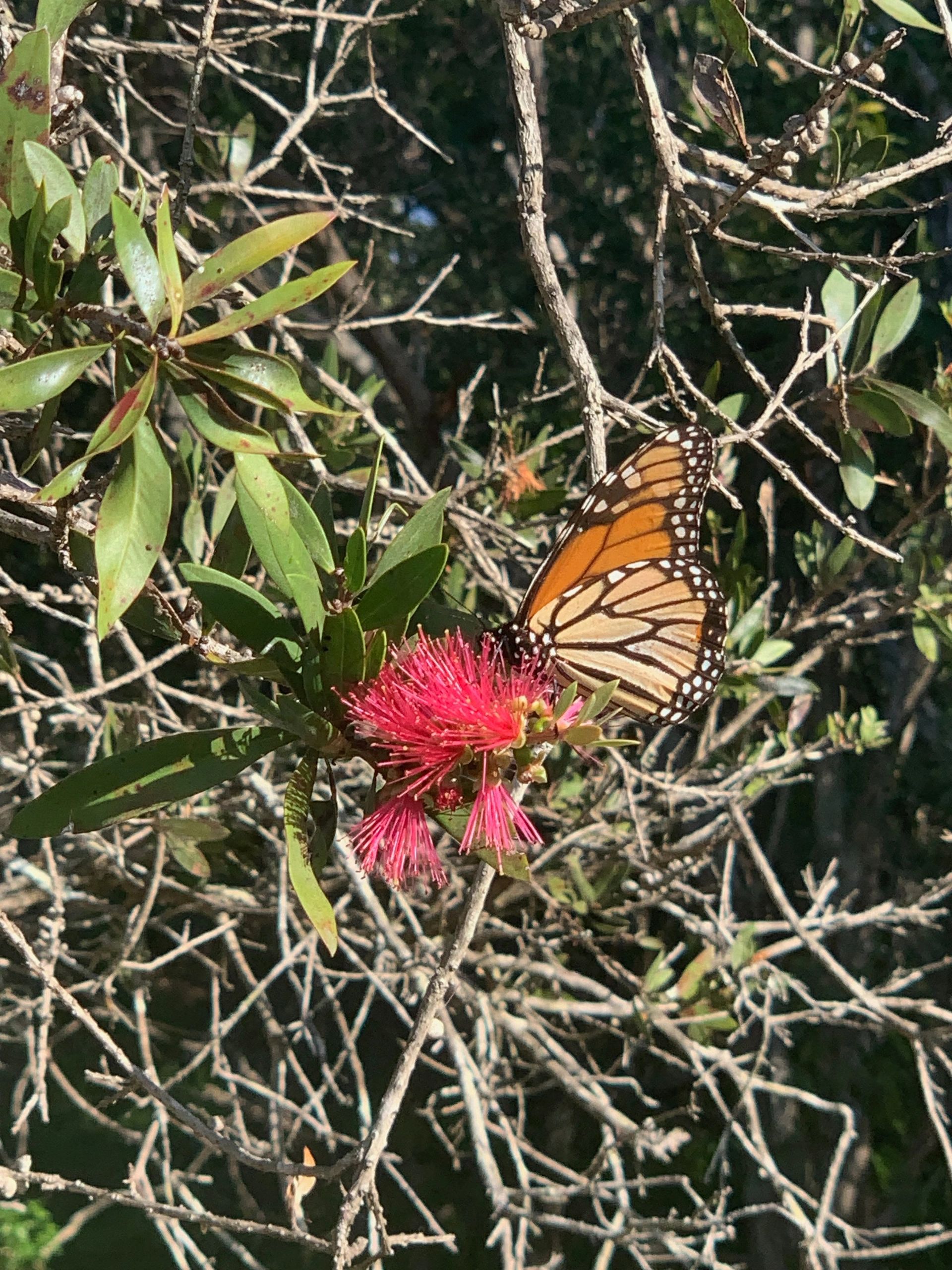 Butterfly Messages and Meaning