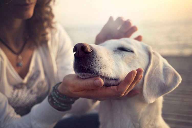 Mindful Dog Care: The key to your best life with your dog