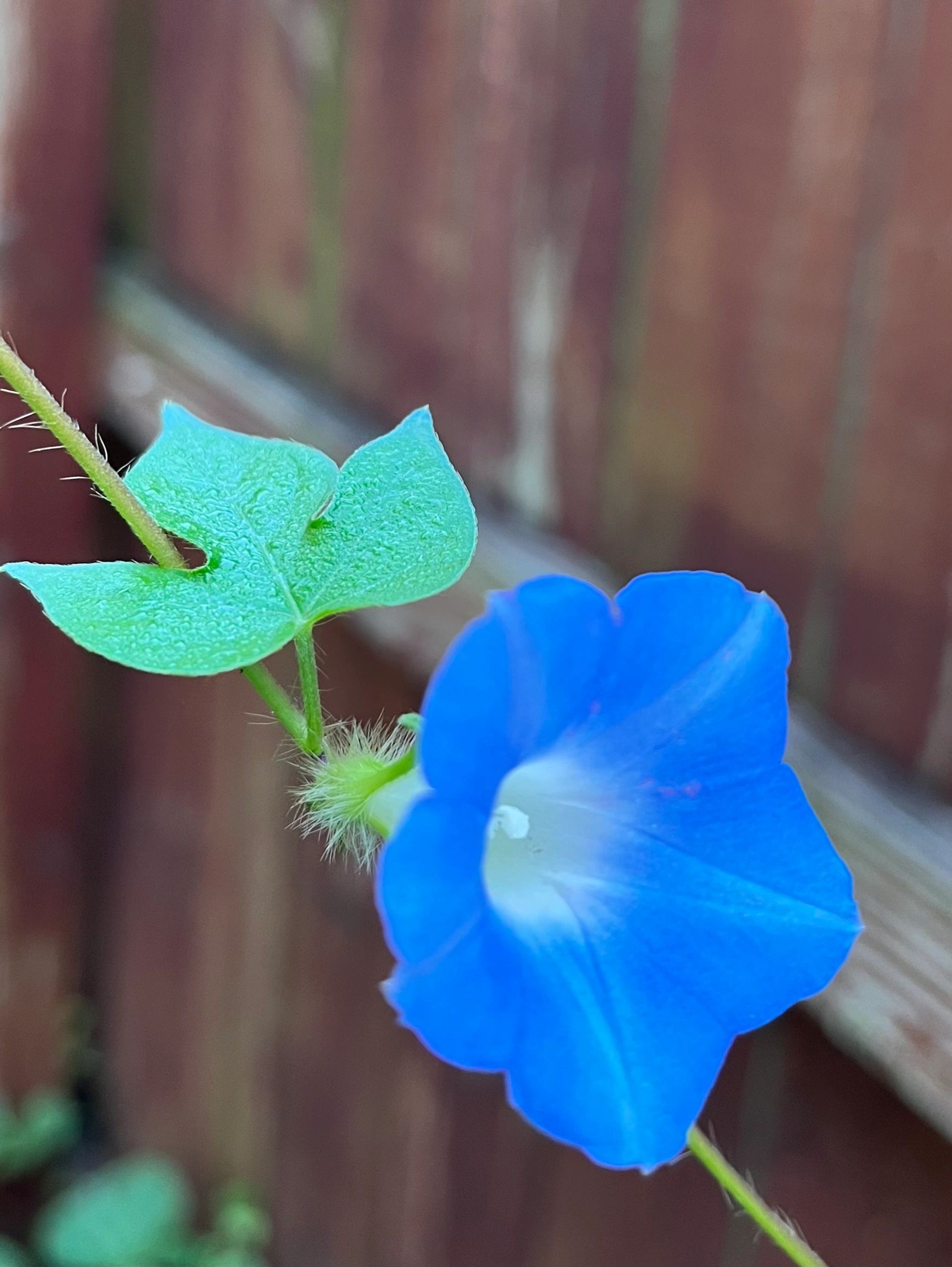 Leavell and Associates, LLC Counseling and Trauma Recovery Services