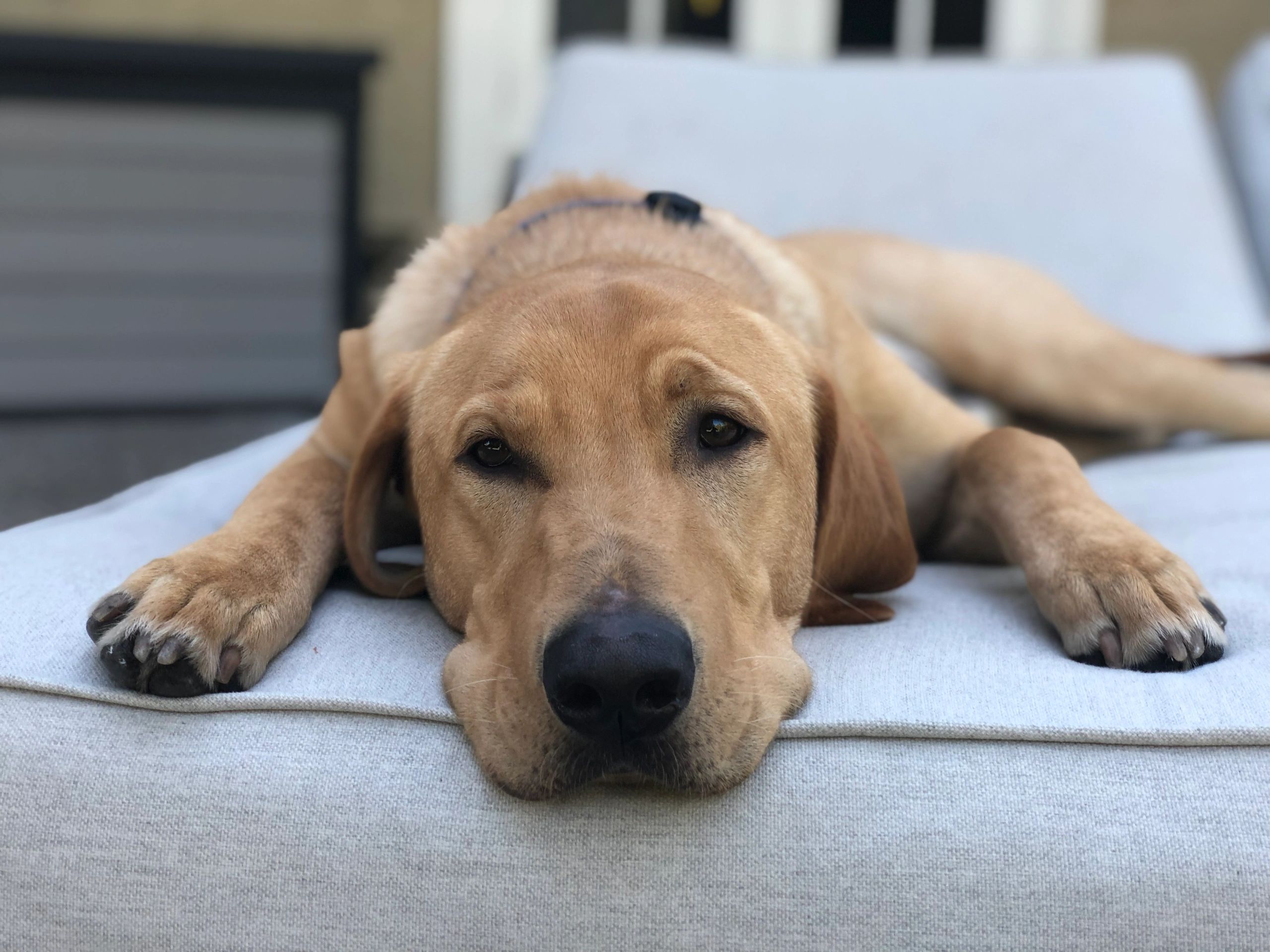 Premium Dog Treats in Non-plastic Eco-friendly Packaging