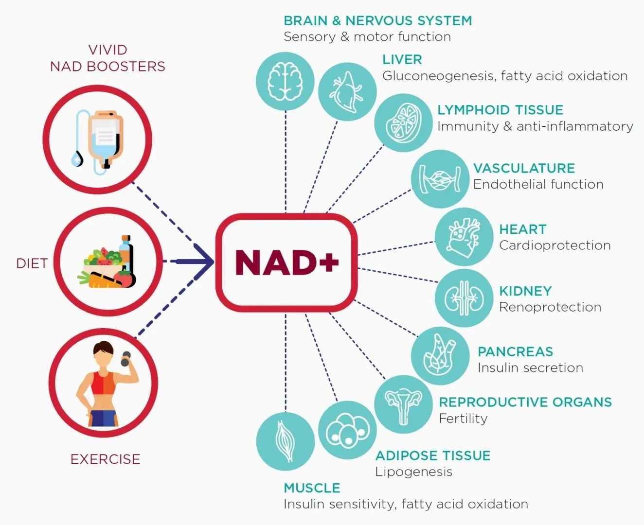 NAD and Brain Health: Unlocking the Power of Cellular Energy.