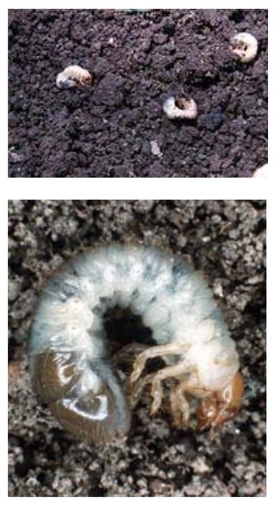 Grub Guide | Aaron's Greenscape | Lawn Care Service | Treatments | Tree ...