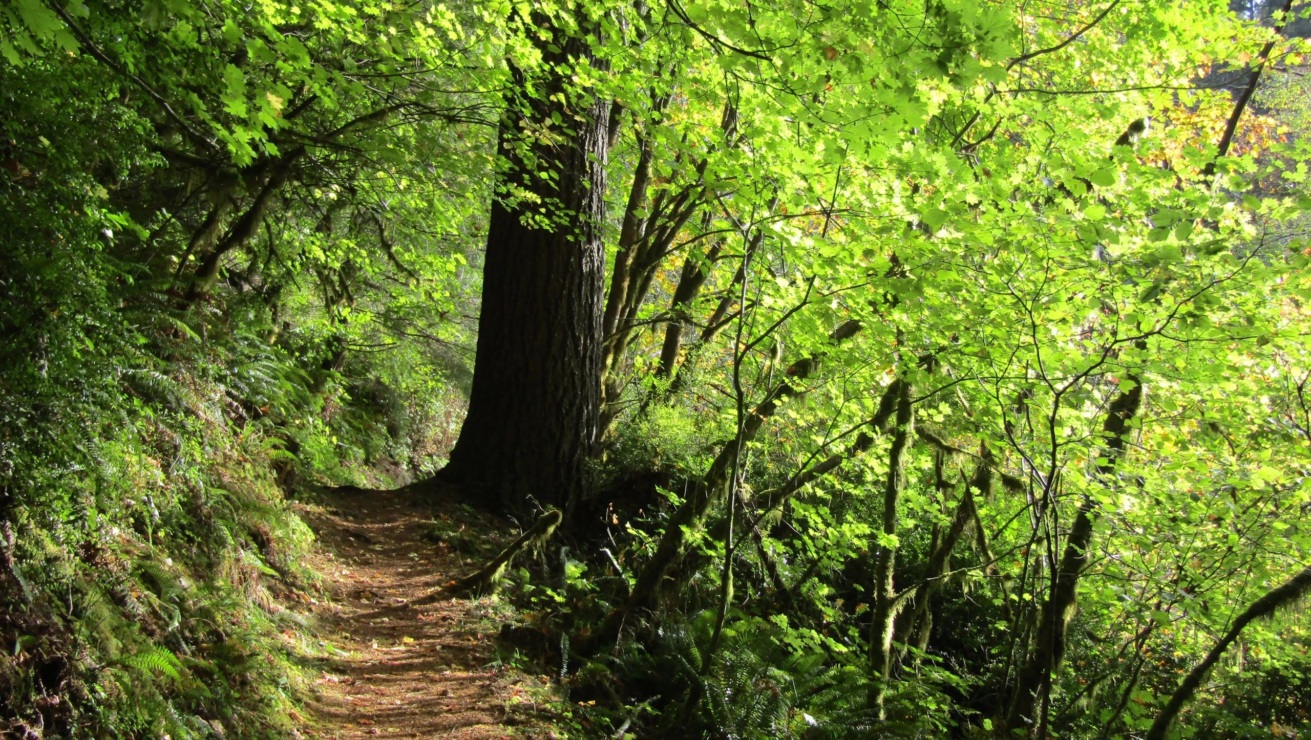 Tell Me About The PAWN Trail and its Pioneer History