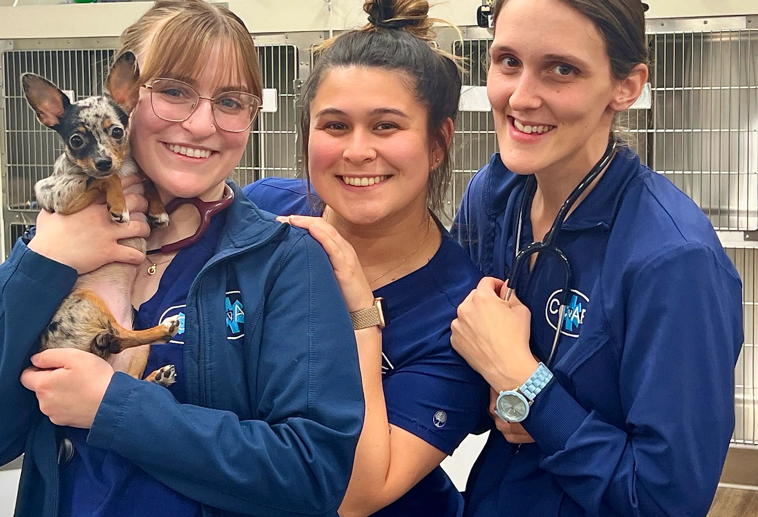 Central Carroll Animal Emergency - Home