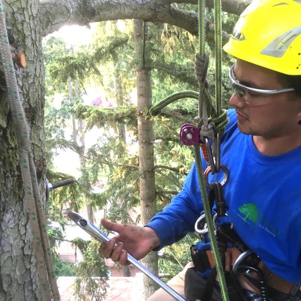 Spring Tree Experts - Tree Trimming, Pruning, Tree Service