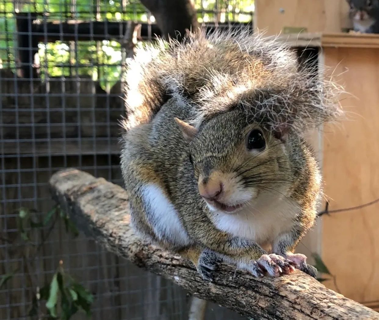 Injured Animal Rescue - Myrtle Beach Wildlife Rescue Center
