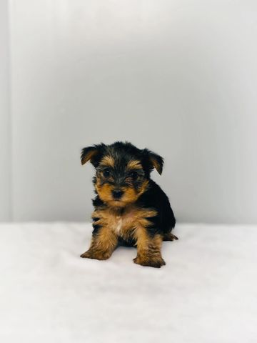 Yorkies of South Georgia - Yorkies, Akc, Teacup