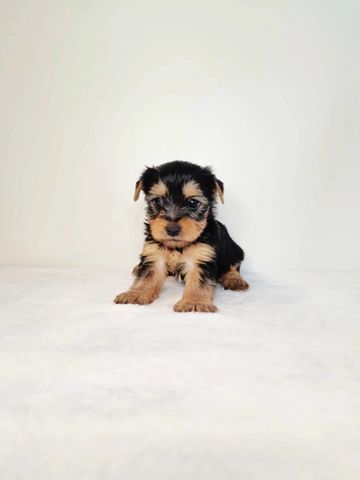 Yorkies of South Georgia - Yorkies, Akc, Teacup