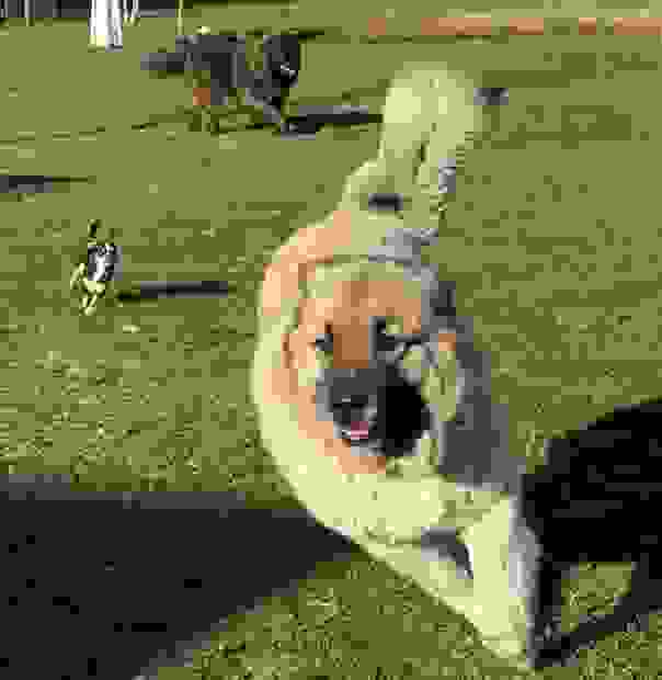 Caucasian Shepherd - Royal Caucasian Shepherds