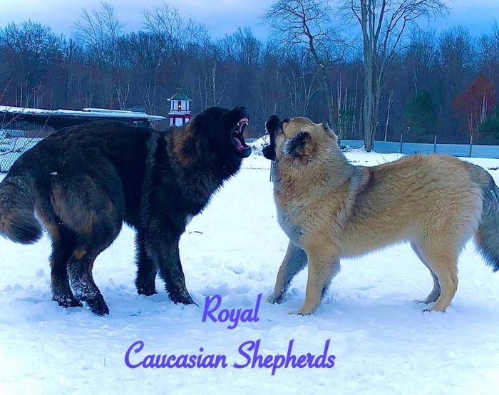 Caucasian Shepherd - Royal Caucasian Shepherds