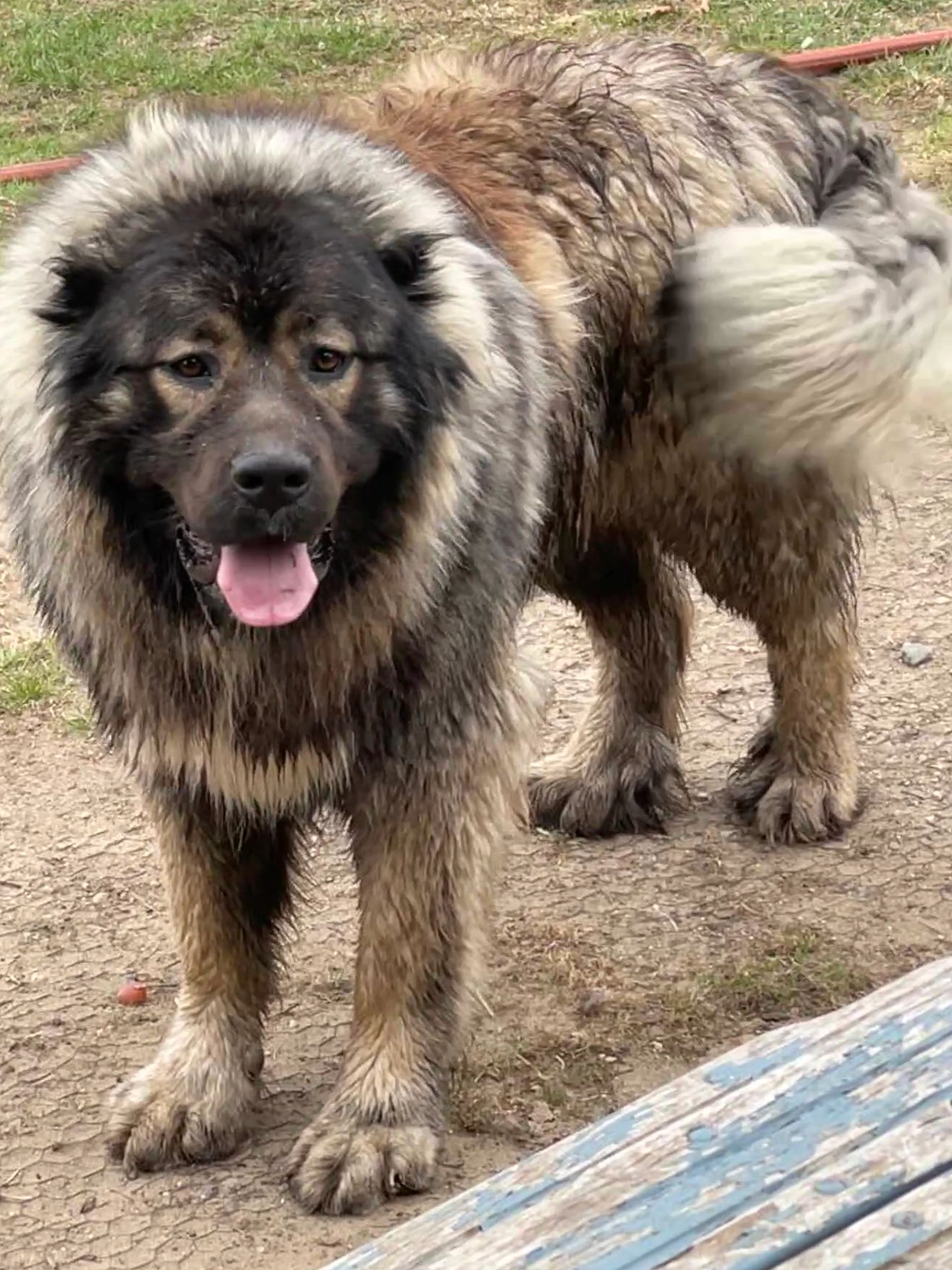 How Intelligent Is A Georgian Shepherd