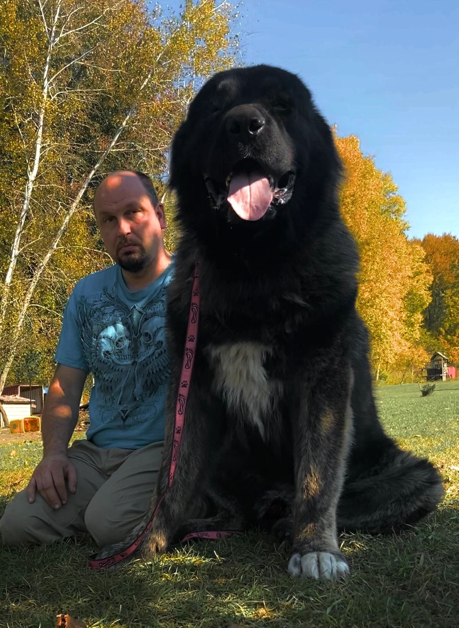 Caucasian Mountain Shepherd Size