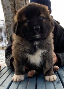 Caucasian Shepherd - Royal Caucasian Shepherds