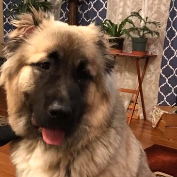 Caucasian Shepherd - Royal Caucasian Shepherds