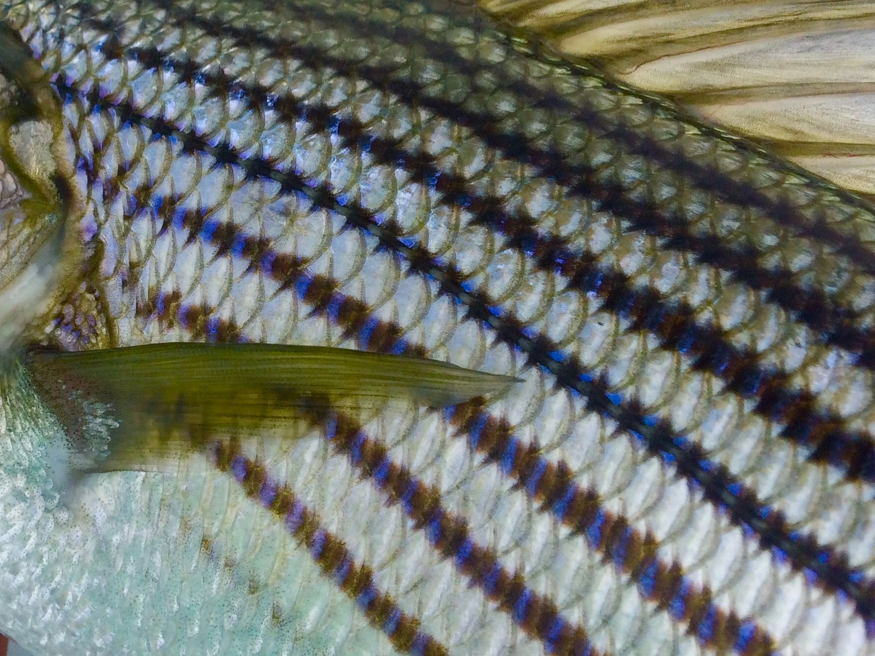 Fish With Weaver - Charter Fishing