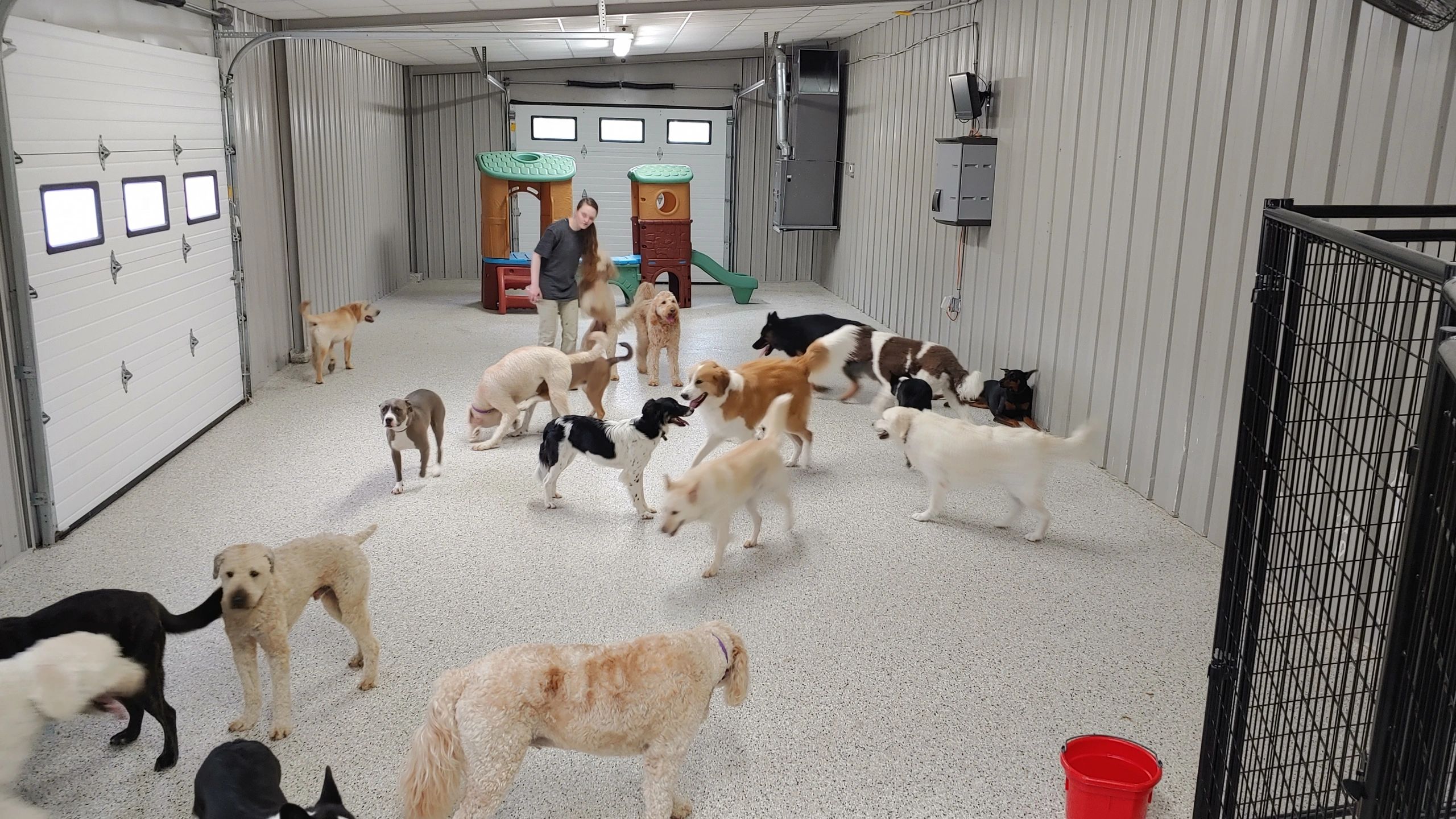 Home [cleverk9s.com]