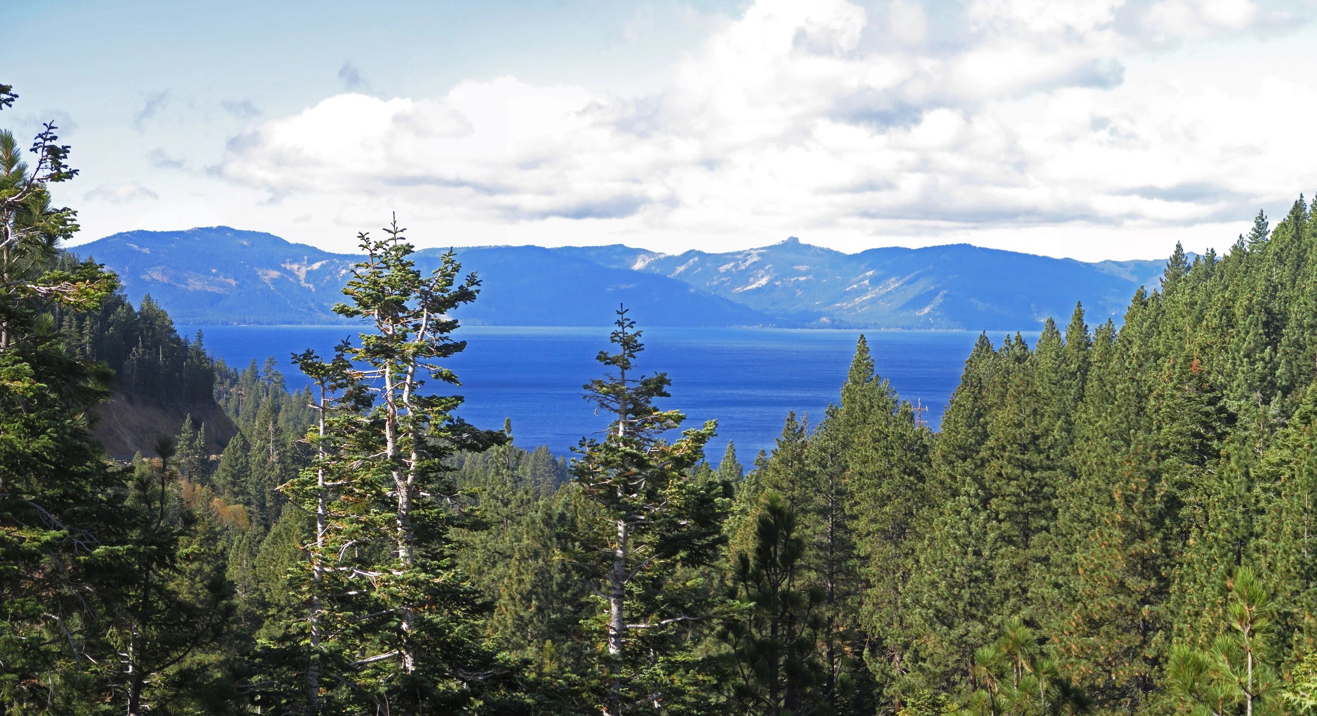 Dog Search & Rescue Pet Detective - Tahoe PAWS