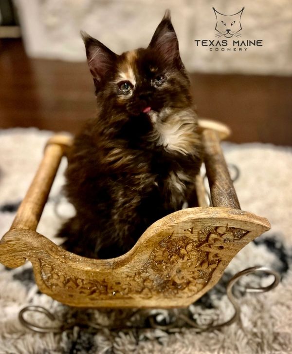 Texas Maine Coonery - Maine Coons, Breeder, Maine Coon Breeder