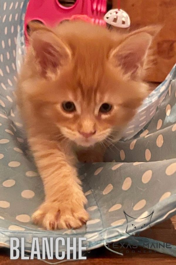 Texas Maine Coonery - Maine Coons, Breeder, Maine Coon Breeder