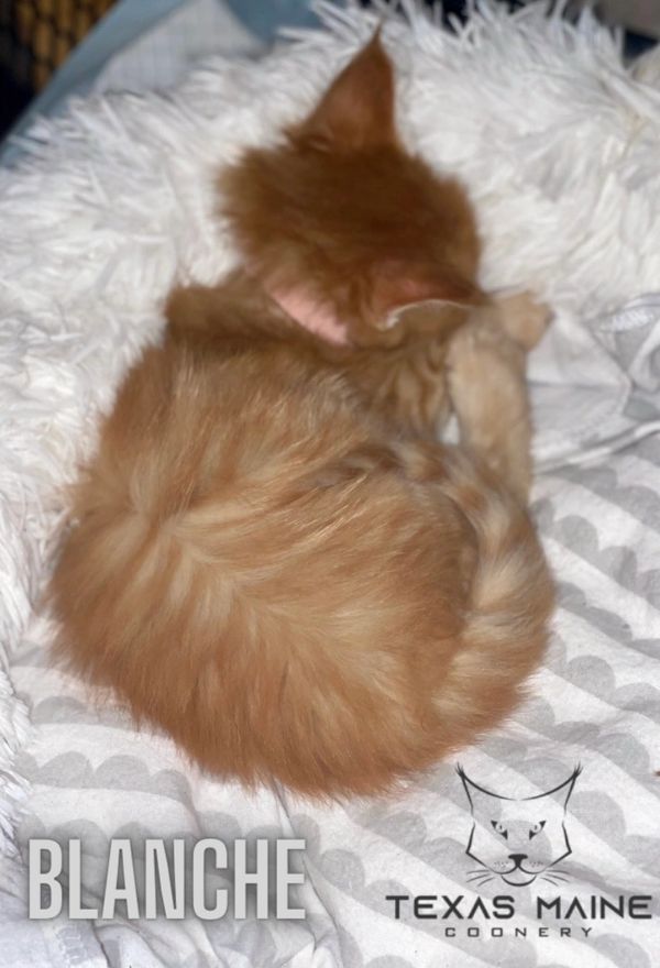 Texas Maine Coonery - Maine Coons, Breeder, Maine Coon Breeder