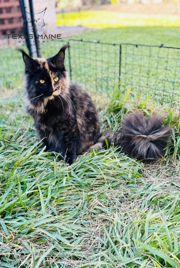 Texas Maine Coonery - Maine Coons, Breeder, Maine Coon Breeder