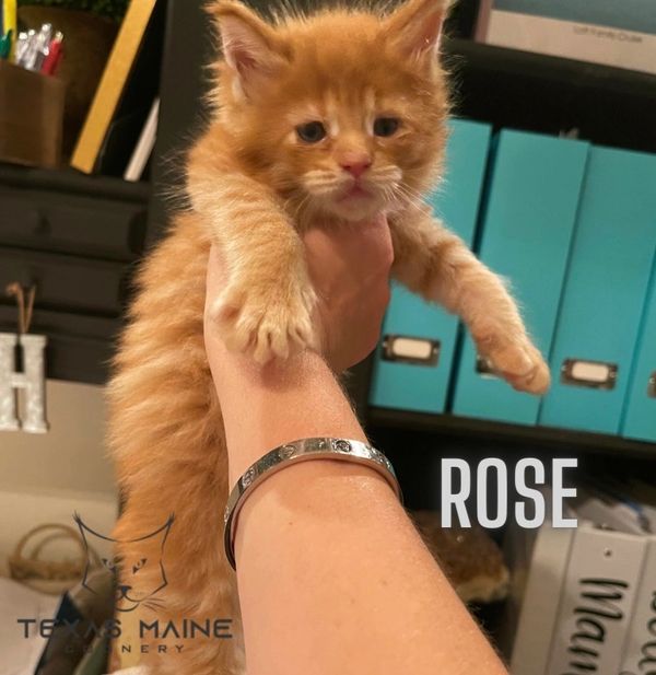Texas Maine Coonery - Maine Coons, Breeder, Maine Coon Breeder