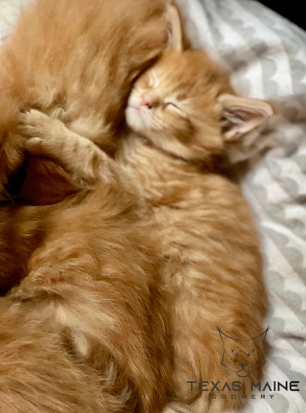 Texas Maine Coonery - Maine Coons, Breeder, Maine Coon Breeder