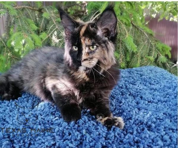 Texas Maine Coonery - Maine Coons, Breeder, Maine Coon Breeder