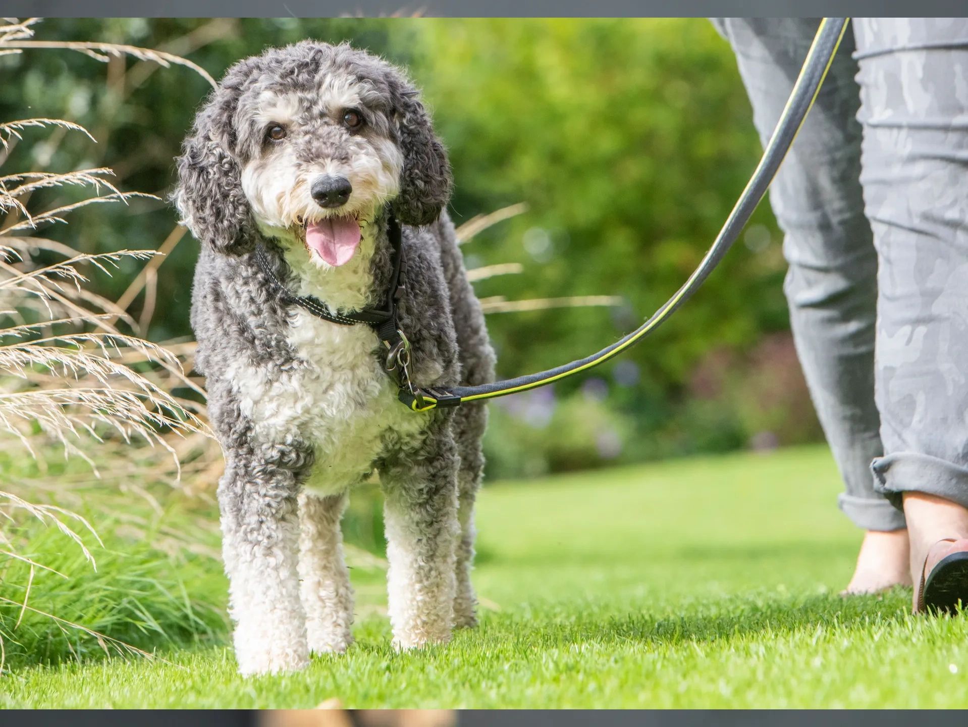 One to one Dog Training