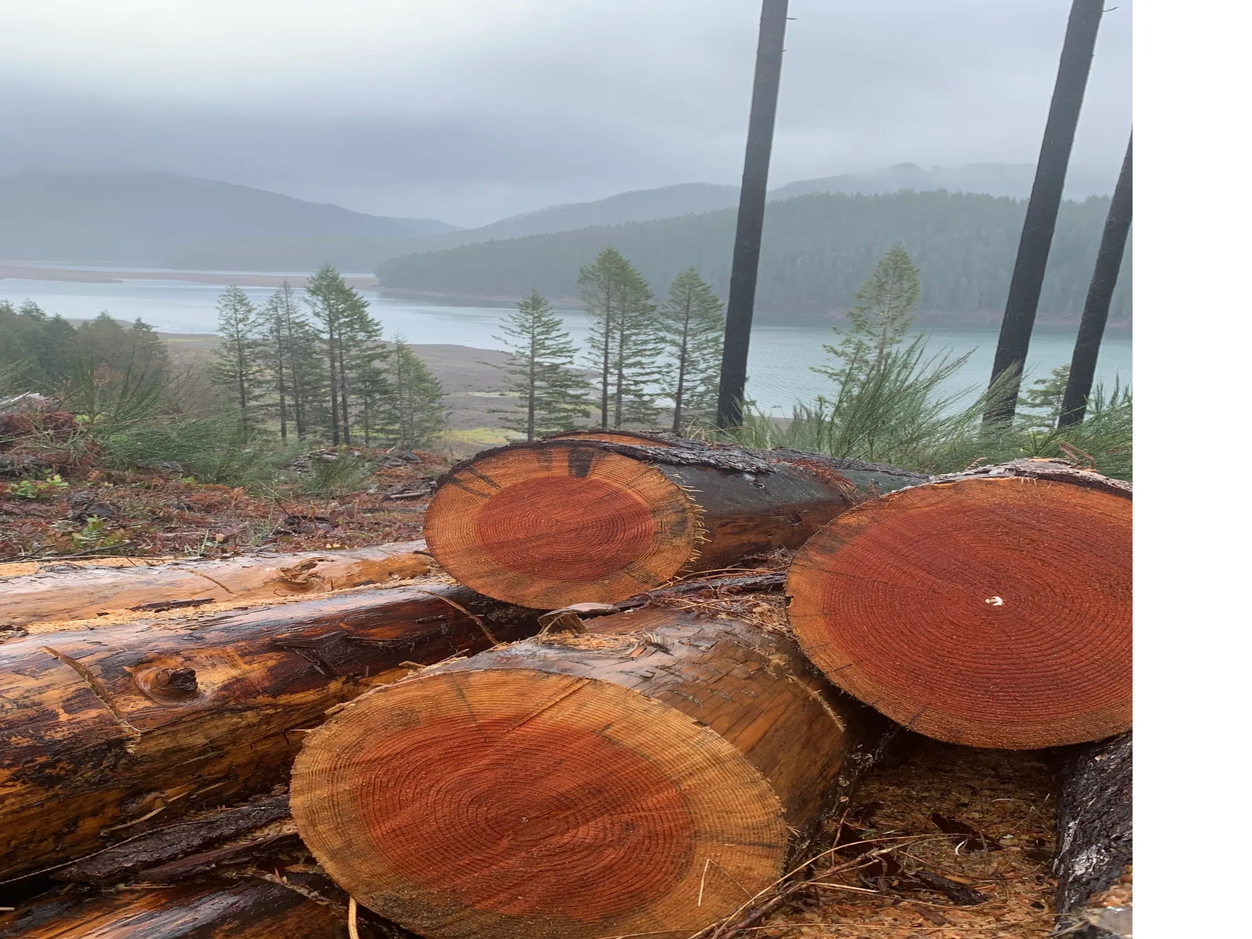 Enhance Wildfire Resilience with Small Log Sawmills