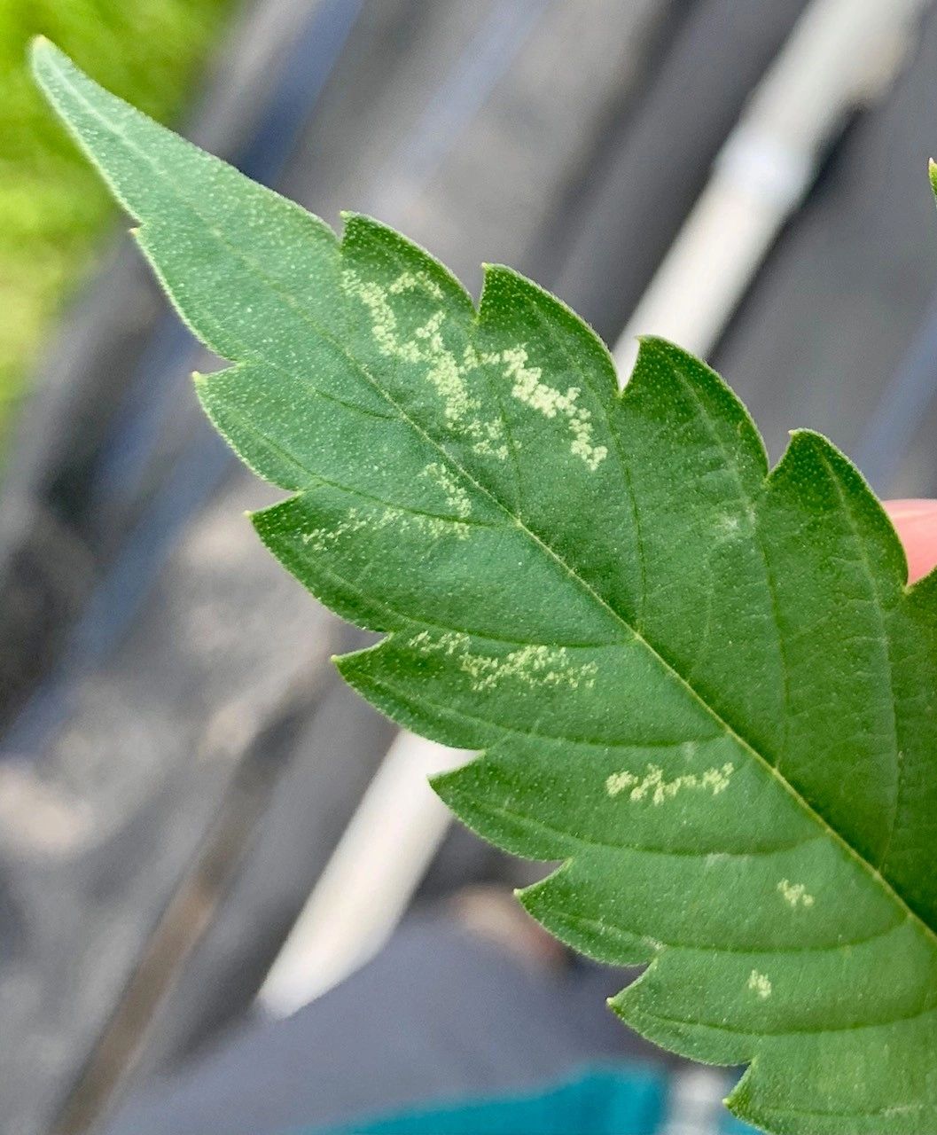 How to Control Leafhoppers (Hemiptera: Cicadellidae)