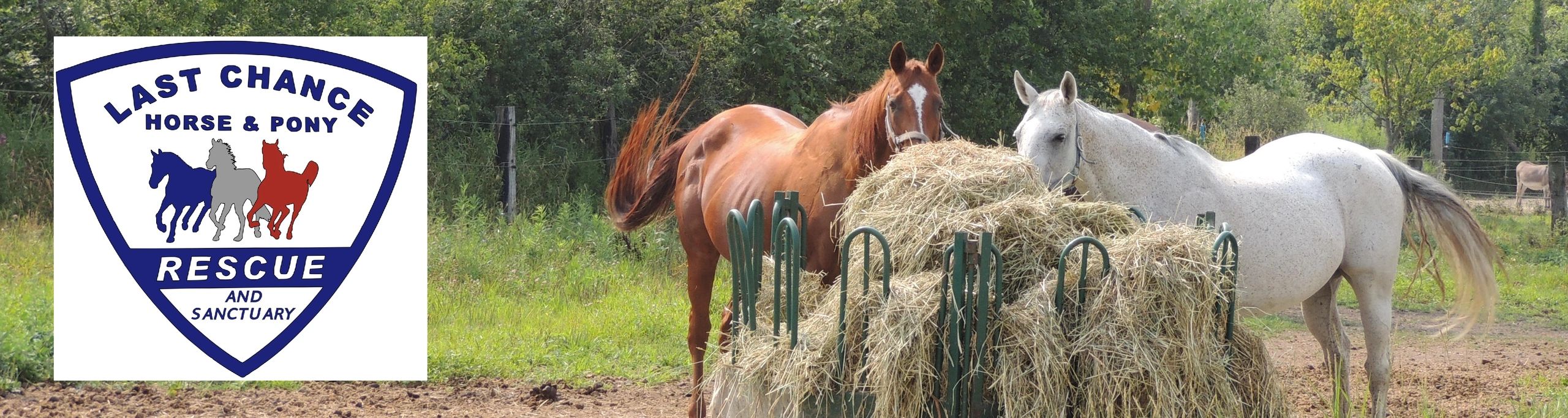 Last Chance Horse and Pony Rescue and Sanctuary - Home