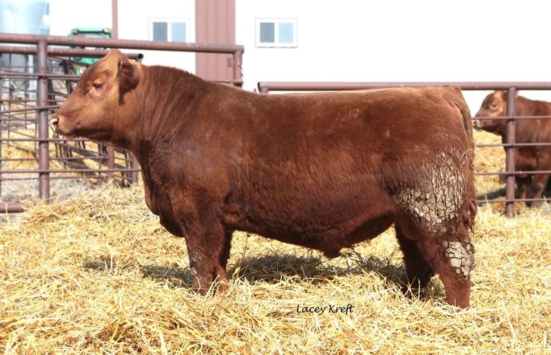 Kuhns Red Angus - Red Angus, Red Angus Bulls