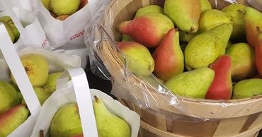 Orchard - M&T's Gibbsville Orchard