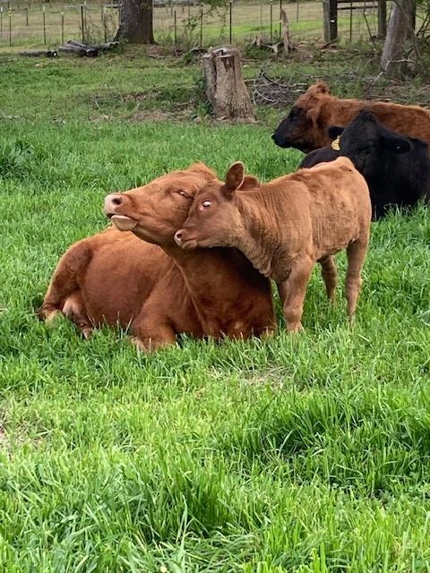 Trimble Dexter Cows