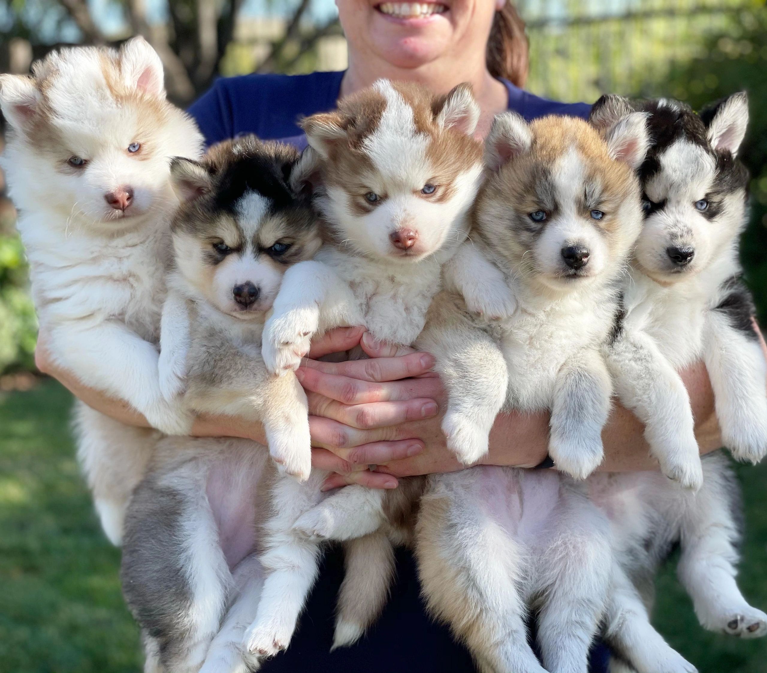 Golden State Pomskies - Pomsky Puppies