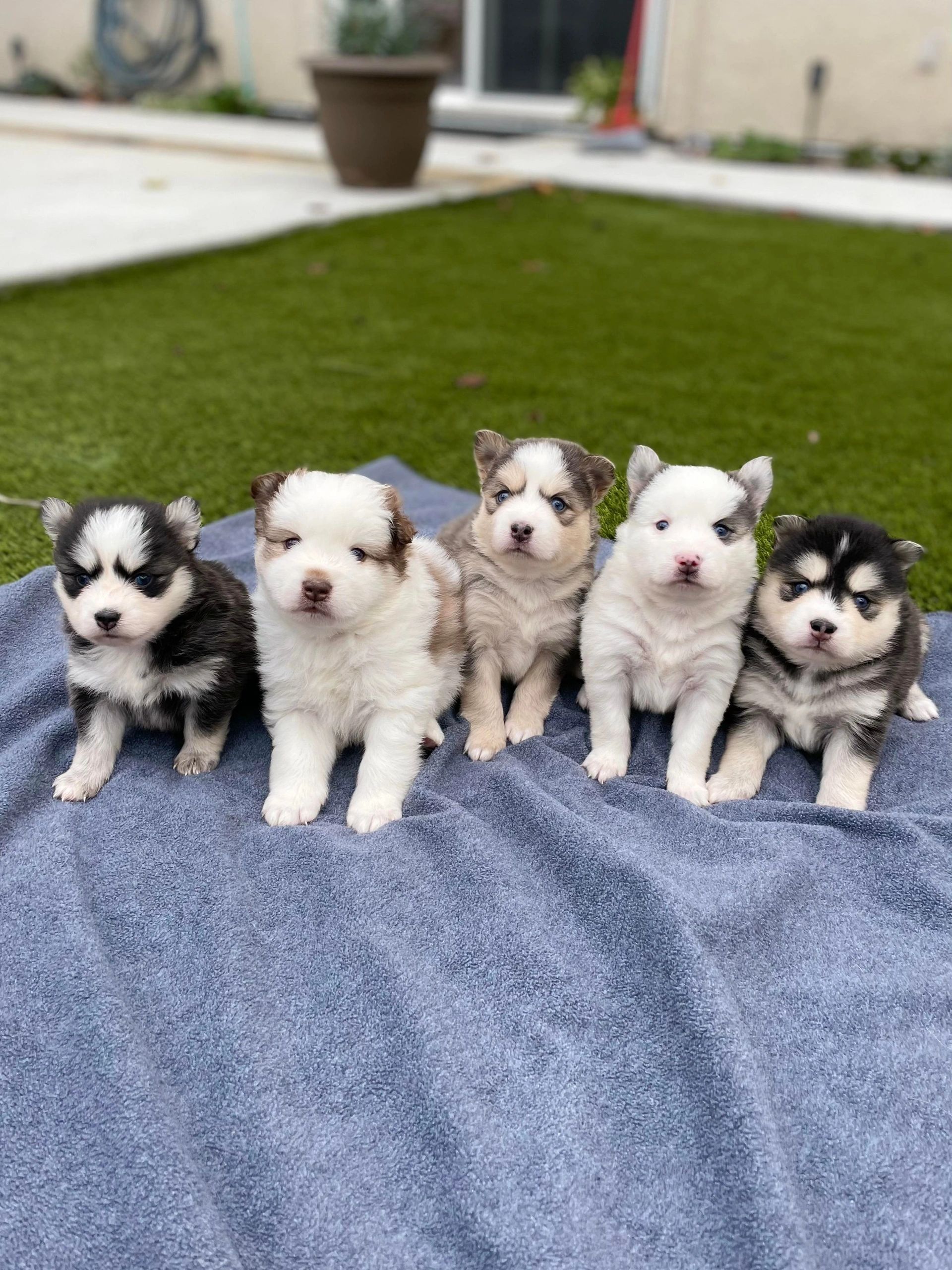 Golden State Pomskies - Pomsky Puppies