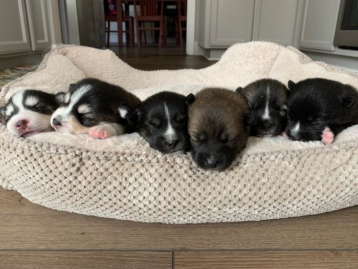 Golden State Pomskies