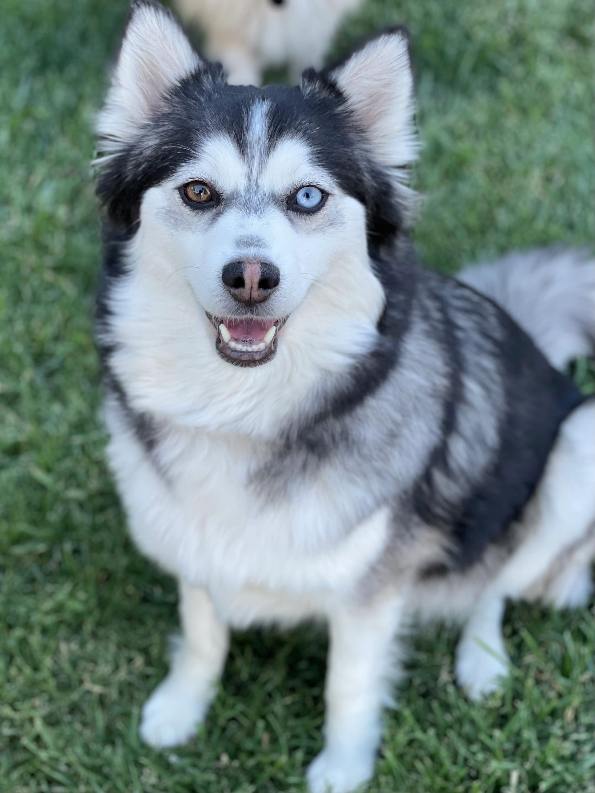 How Much Is A Pomsky Worth