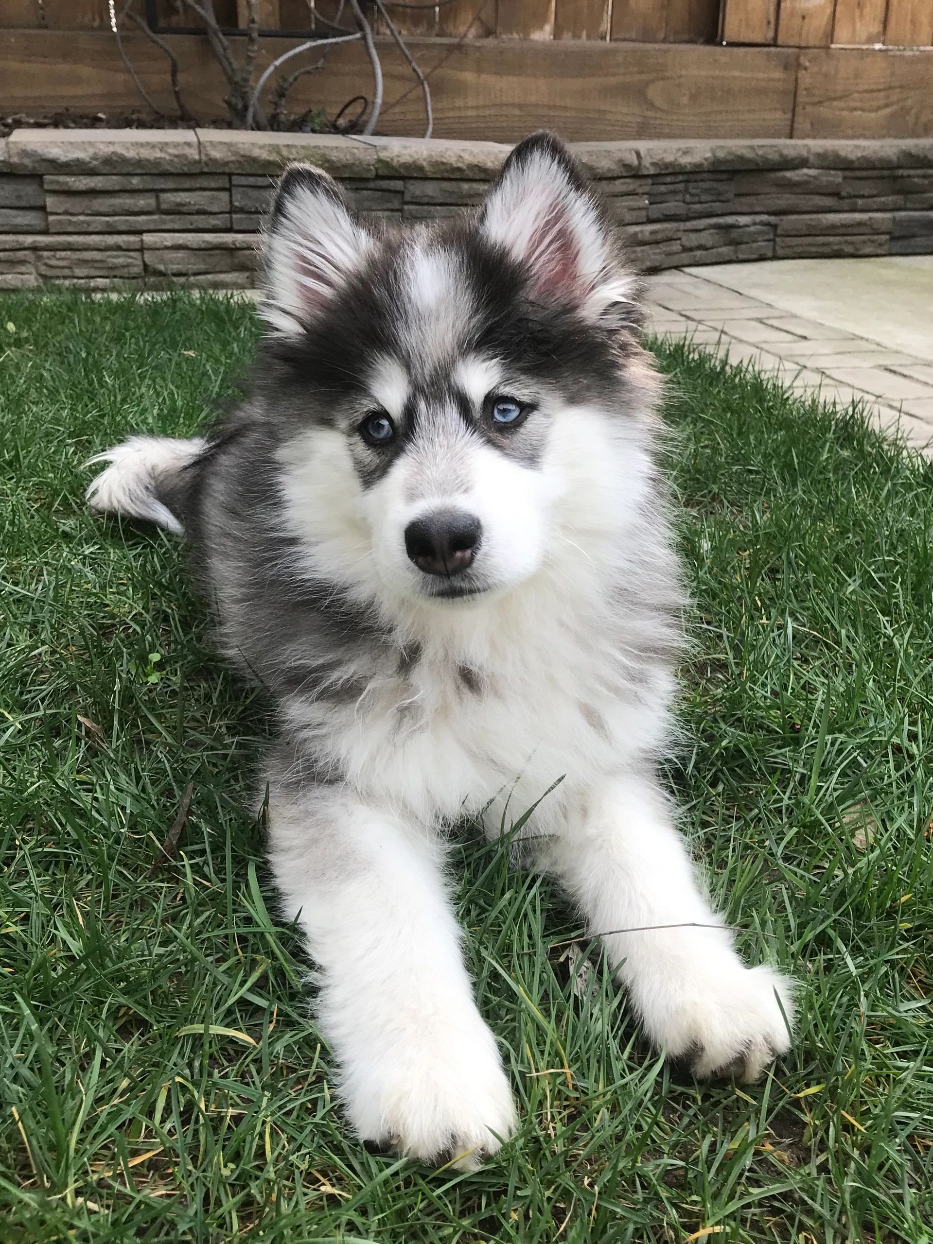 Golden State Pomskies