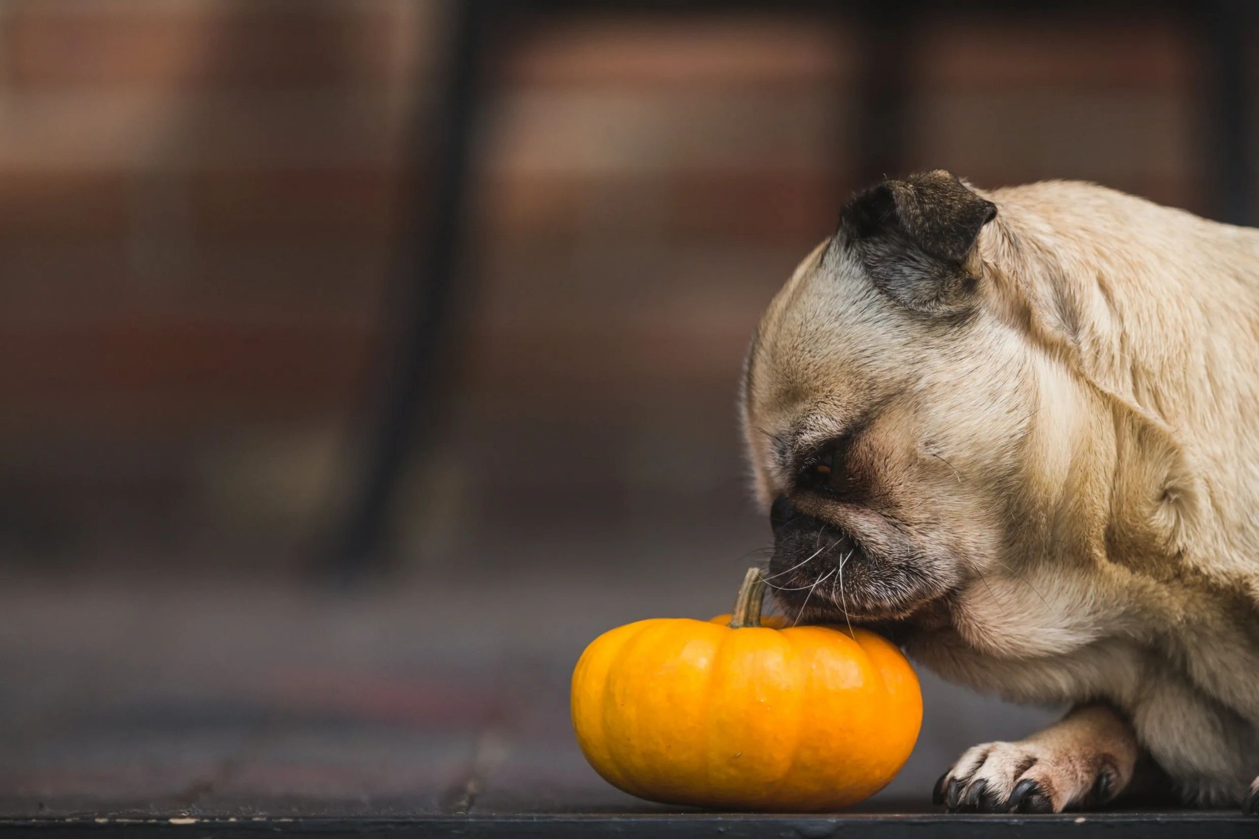 Mut Hut Emporium - Pet Store, Grooming