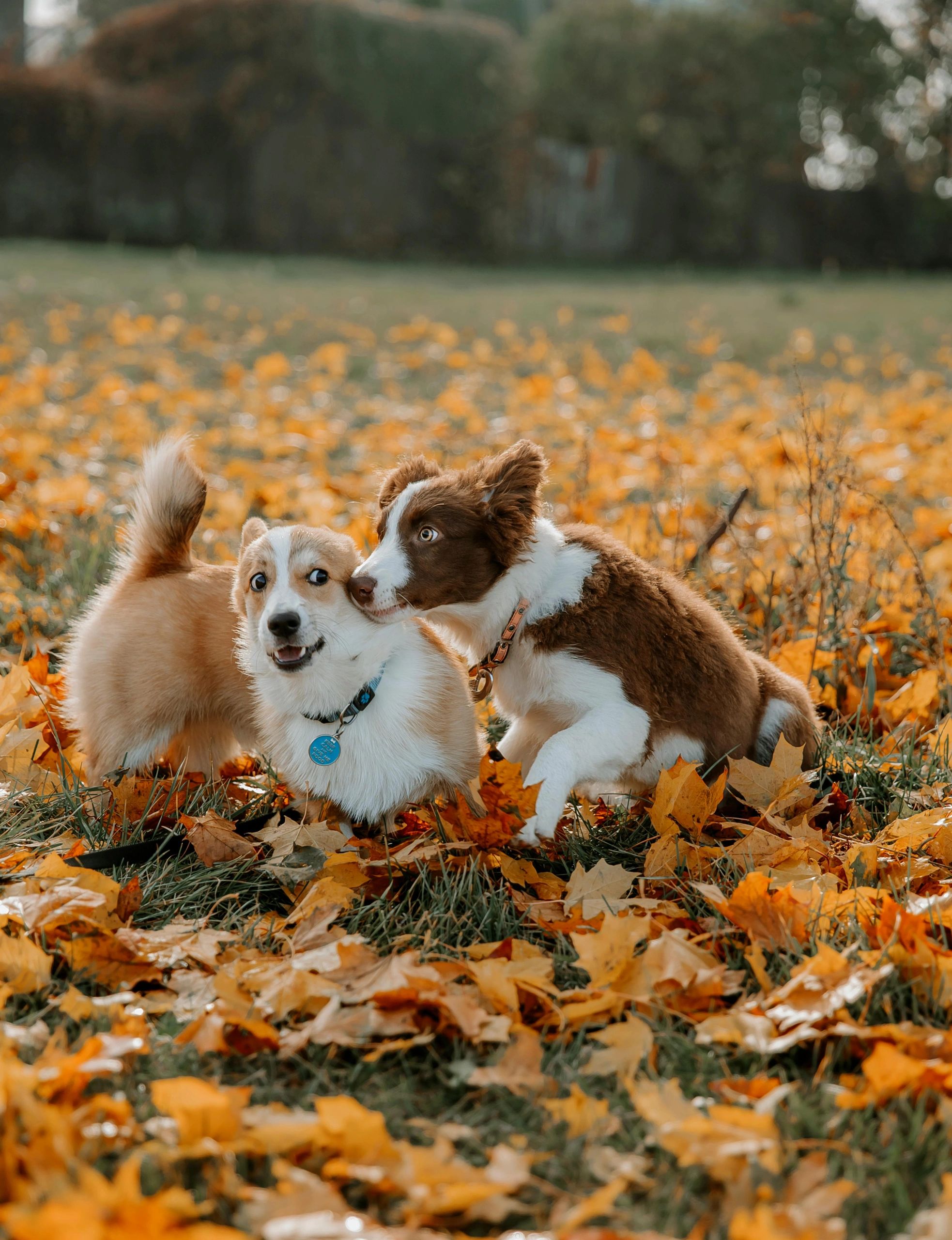 Mut Hut Emporium - Pet Store, Grooming