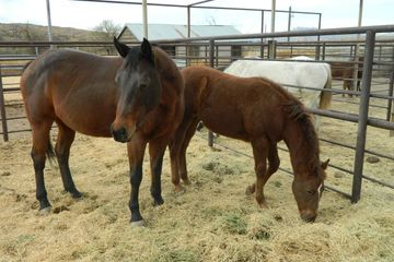 Sires And Broodmares | Killian Ranch Quarter Horses