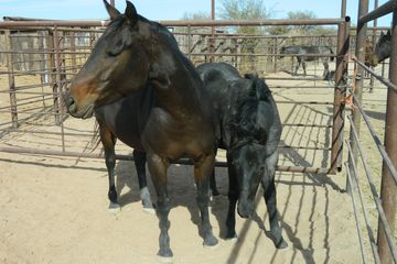 Sires And Broodmares | Killian Ranch Quarter Horses