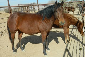 Sires And Broodmares | Killian Ranch Quarter Horses
