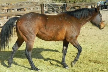 Sires And Broodmares | Killian Ranch Quarter Horses