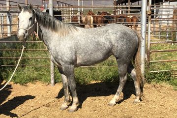 Sires And Broodmares | Killian Ranch Quarter Horses